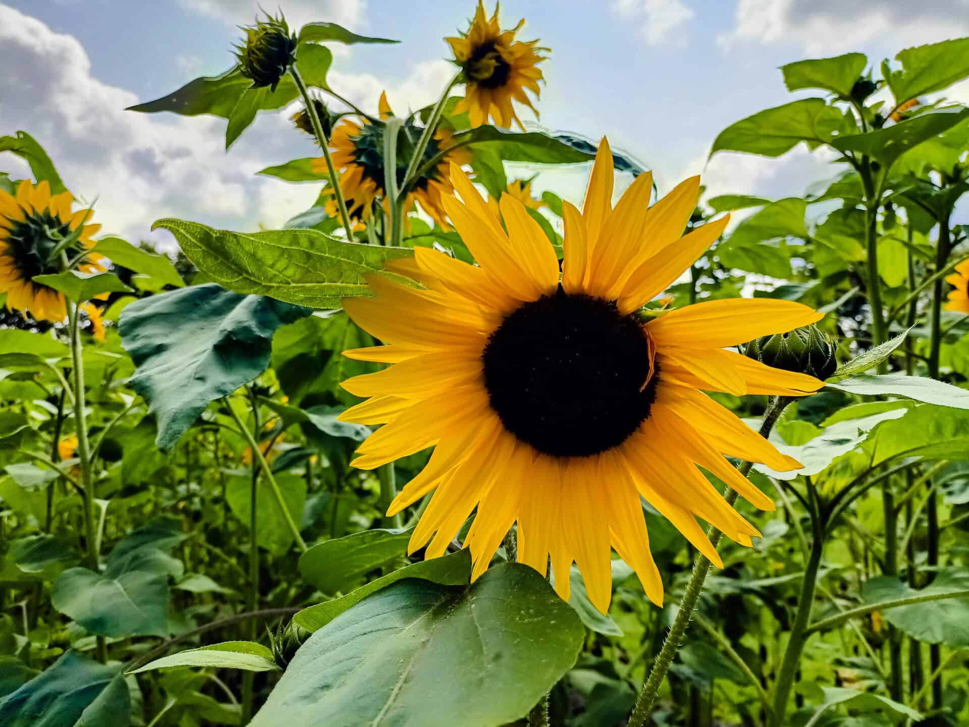 CORE in Action - Ascending All