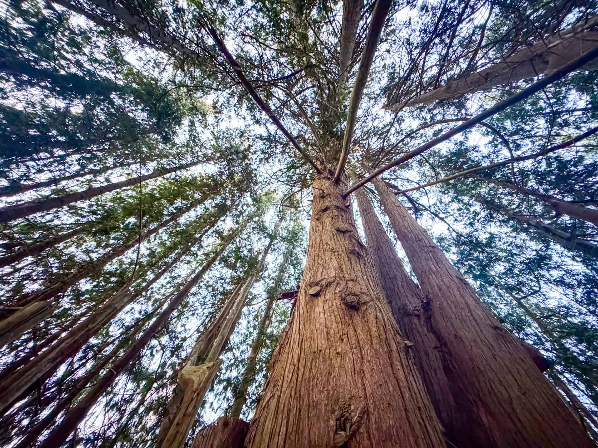 ONE Divine Way - Ascending All